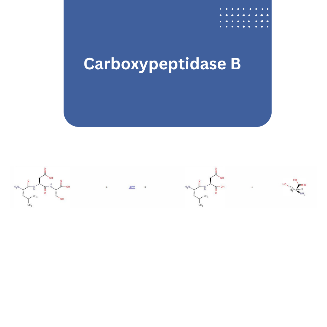 Carboxypeptidase B - ASA Spezialenzyme GmbH