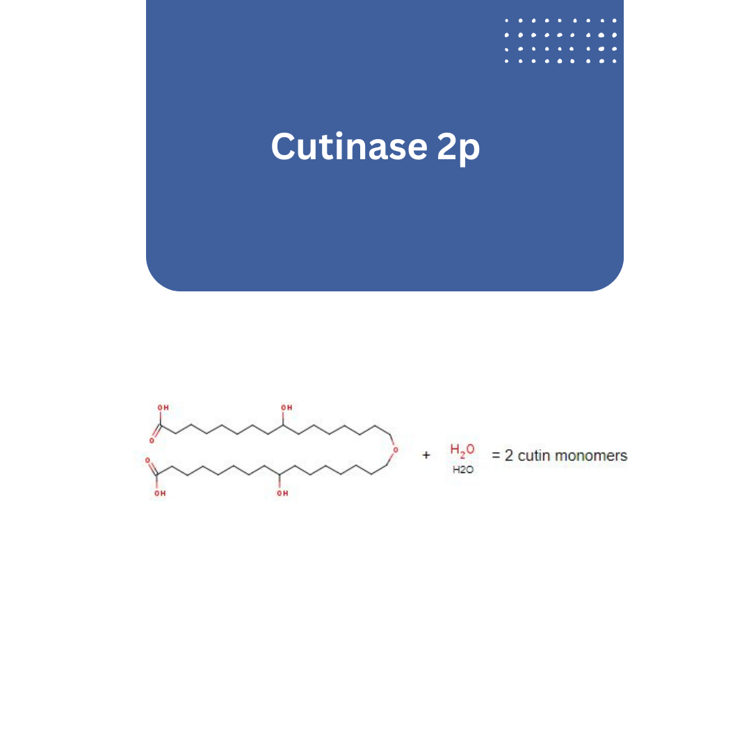 Cutinase 2p - ASA Spezialenzyme GmbH