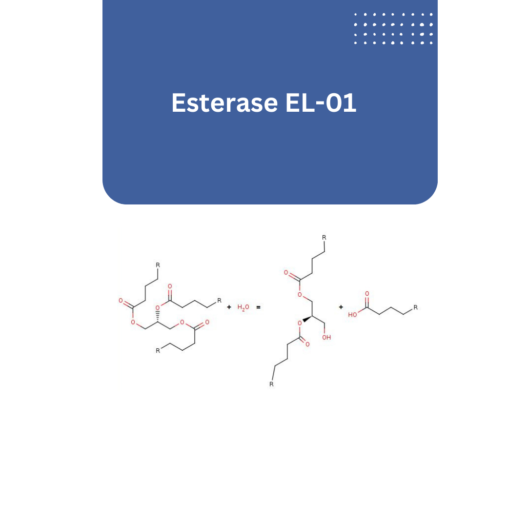 Esterase EL-01 - ASA Spezialenzyme GmbH