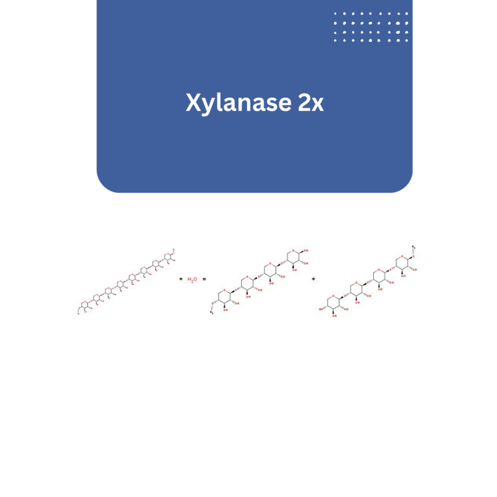 Xylanase 2x - ASA Spezialenzyme GmbH