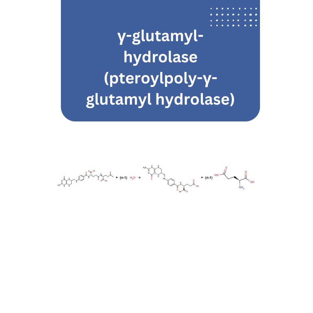 γ-glutamyl-hydrolase (pteroylpoly-γ-glutamyl hydrolase) - ASA ...